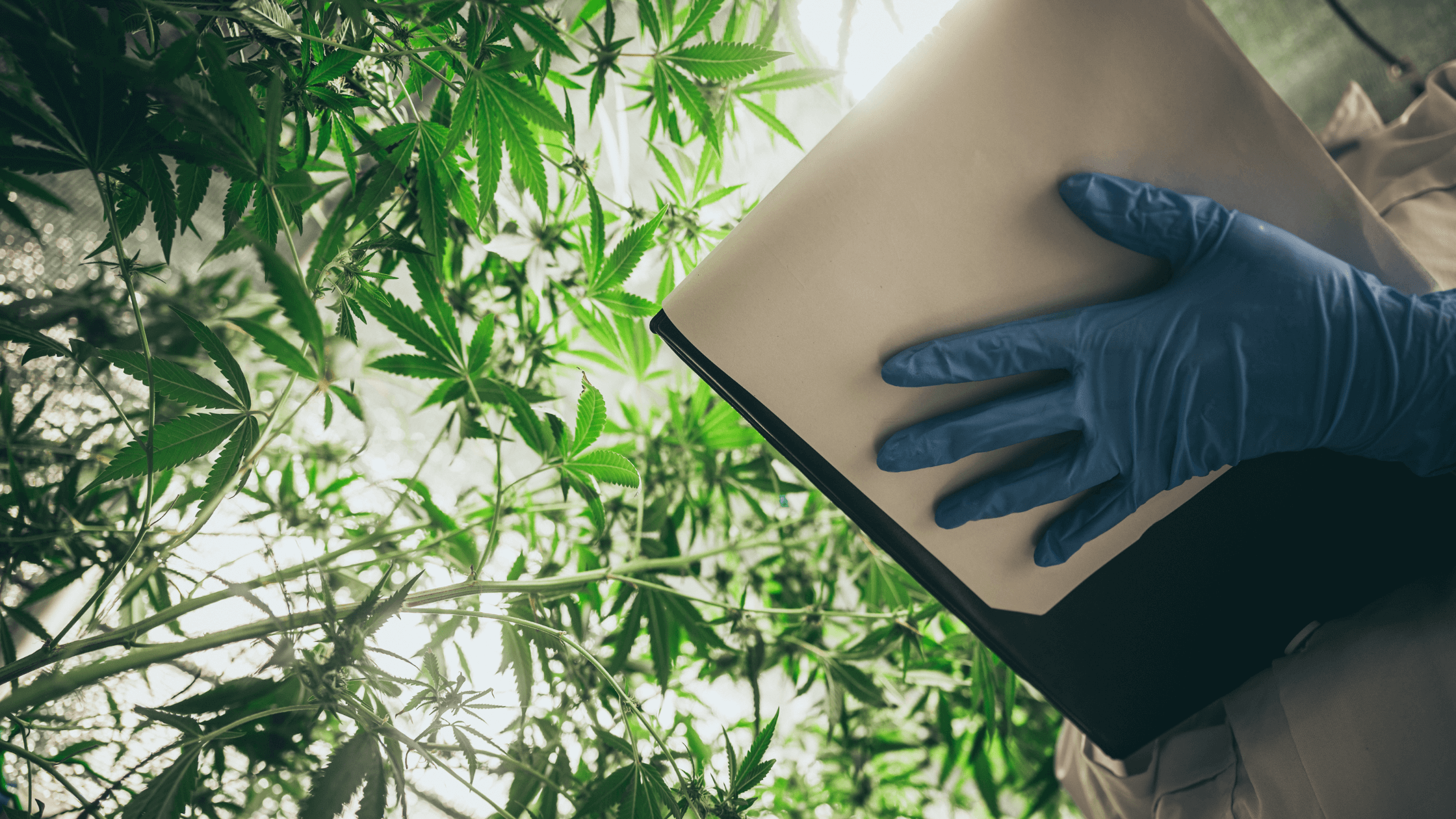 Rethinking cannabis ERPs: How MES is changing the game Rethinking cannabis ERPs: How MES is changing the game